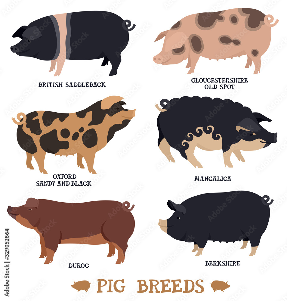 Different Types Of Pigs