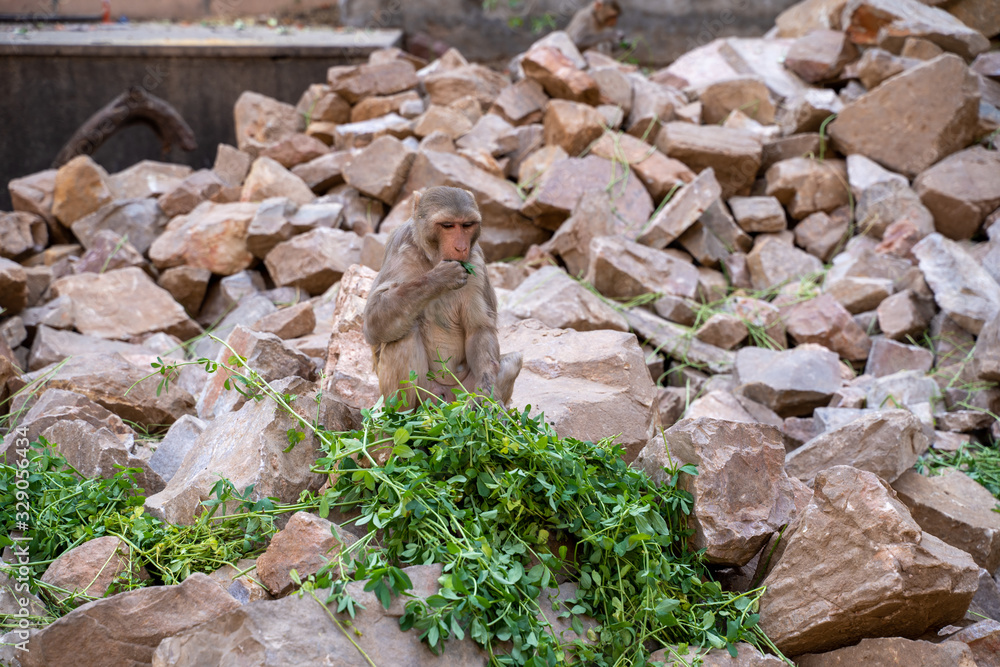 Monkeys feast on leaves at the Monkey Temple or Hanuman Ji Temple in ...