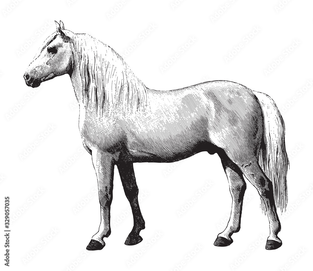 Percheron horse / vintage illustration from Brockhaus Konversations ...