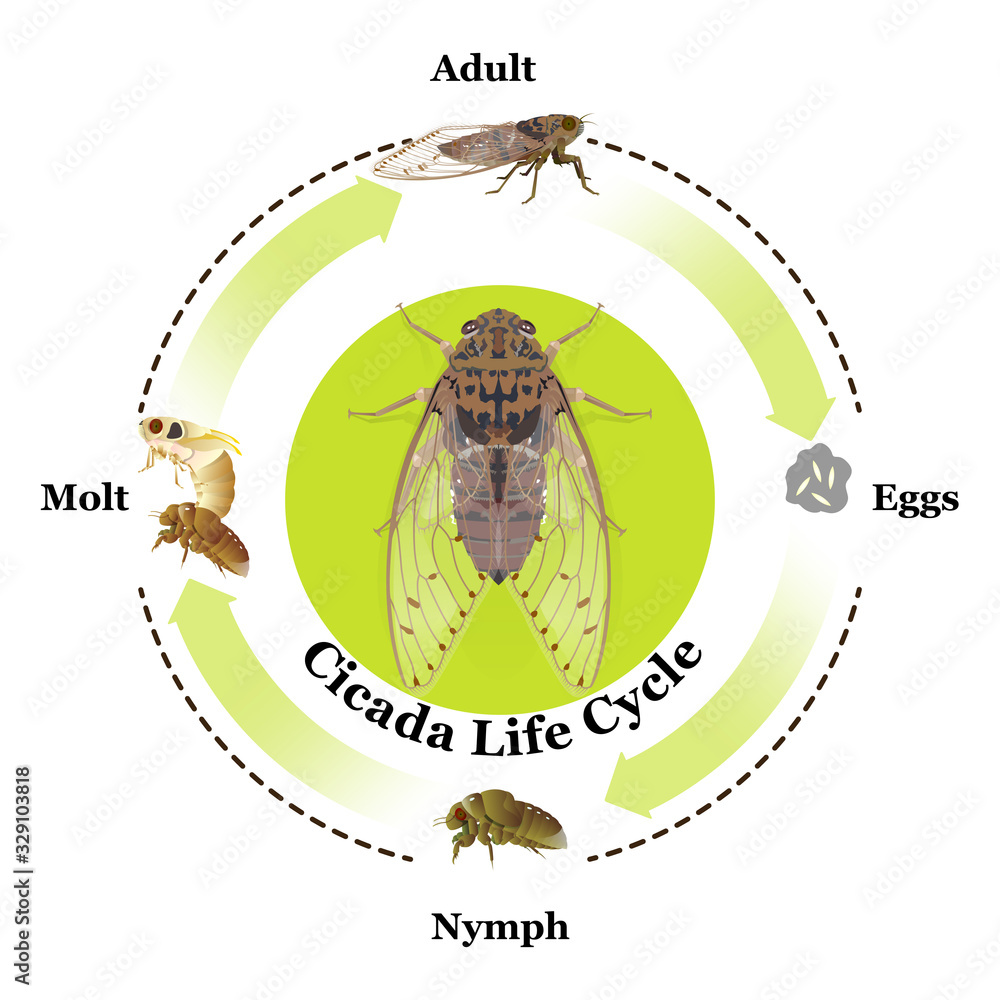 Cicada Life Cycle vector for graphic design,education,agricultural ...