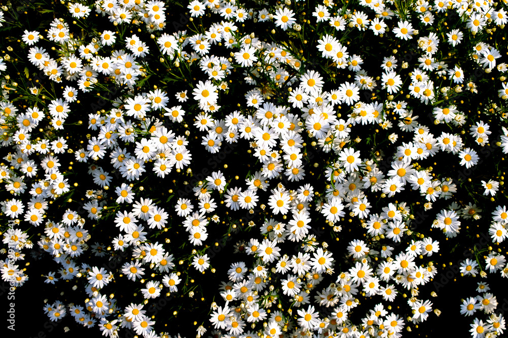 Daisy Tumblr Banner