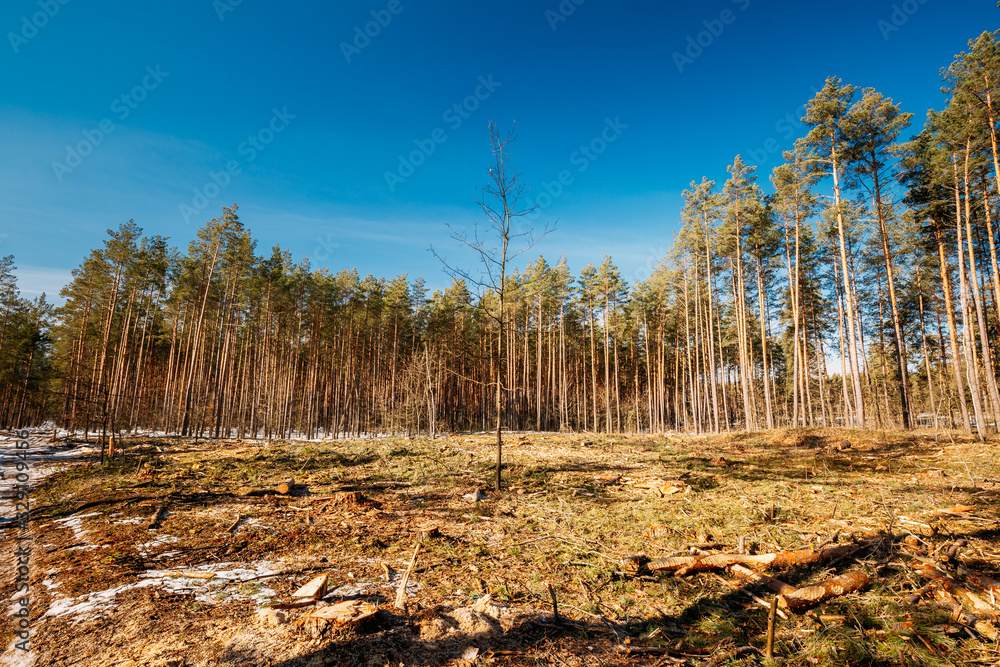 Deforestation Area. Pine Forest Landscape In Sunny Spring Day. Green ...