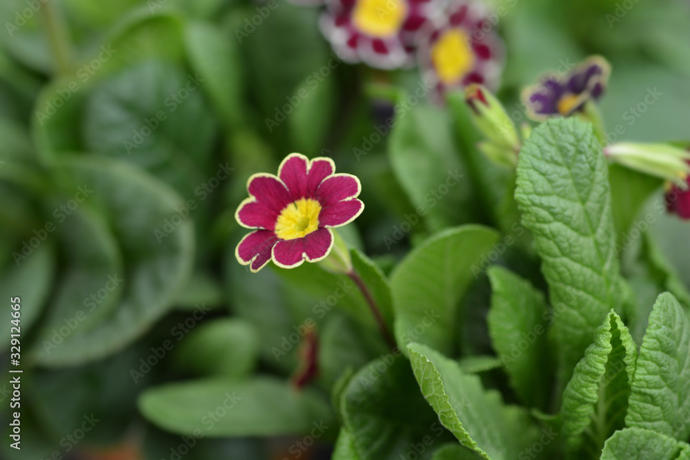Primrose Victoriana Stock Photo | Adobe Stock