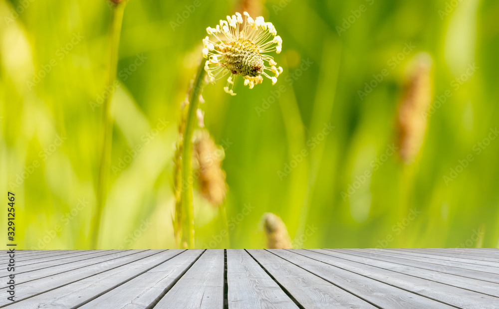 Empty Wooden Tabel For Text Free Space In Front Of Green Natural Image
