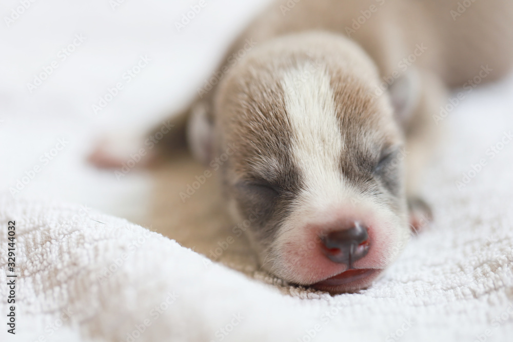 Cute Baby Puppy Sleeping