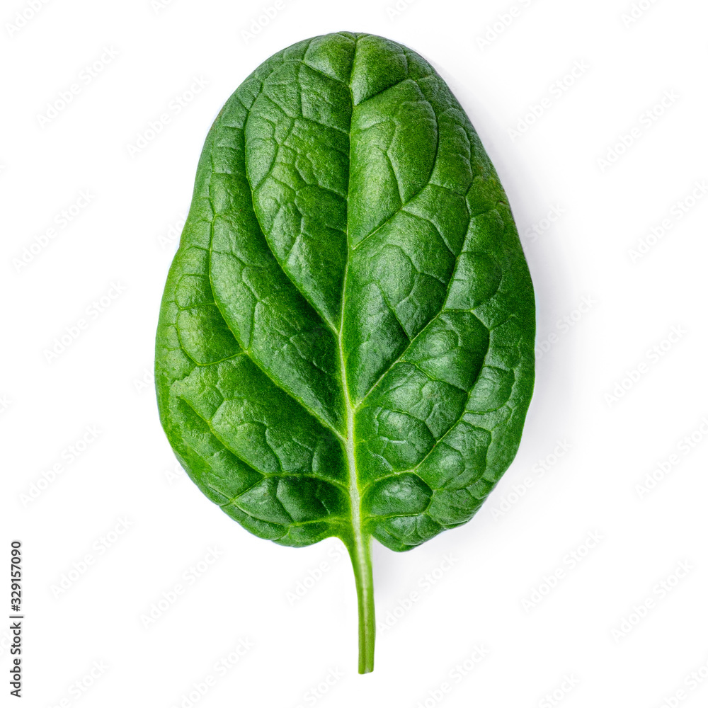 Single Spinach Leaf