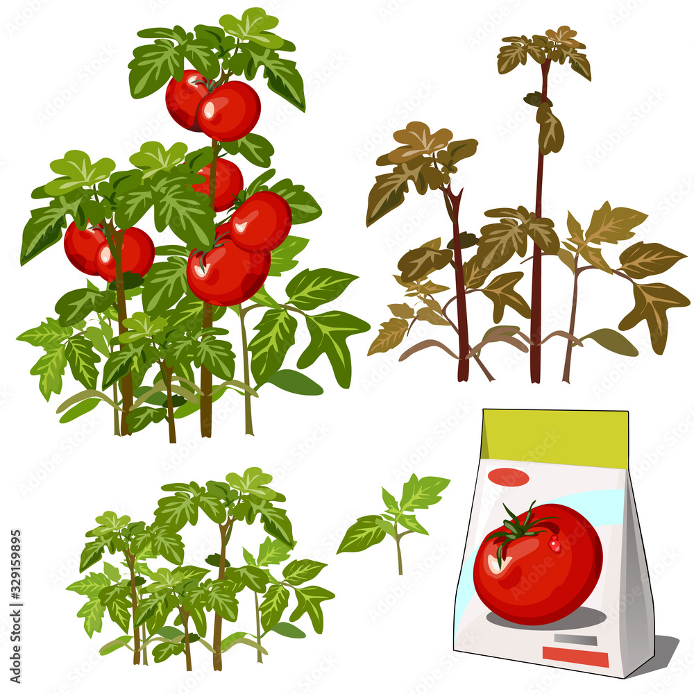 Set of stages of life of a agricultural plant red tomato isolated on ...