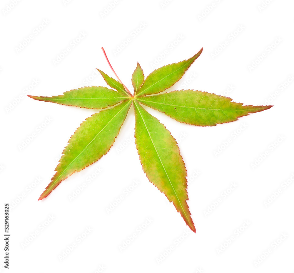 Green Japanese Maple White Background