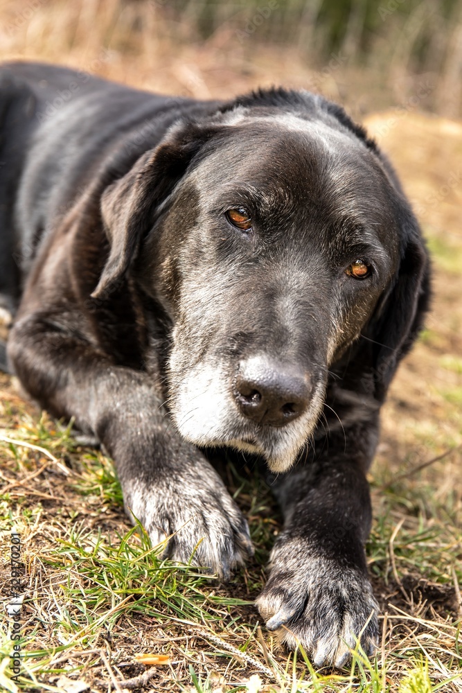 Old sick dog lying on meadow. Sad dog eyes. Abandoned dog. Old age and ...