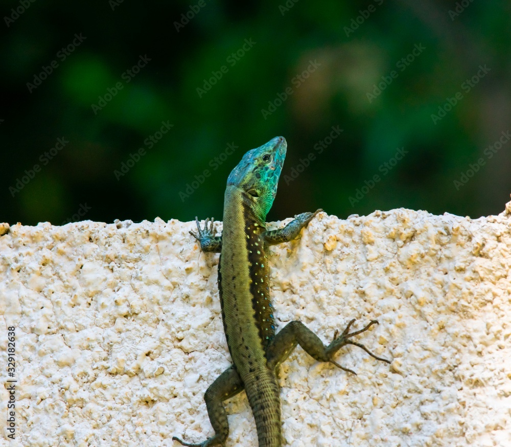 Snake eyed lizard (Ophisops elegans) sunbathing on a white garden wall ...