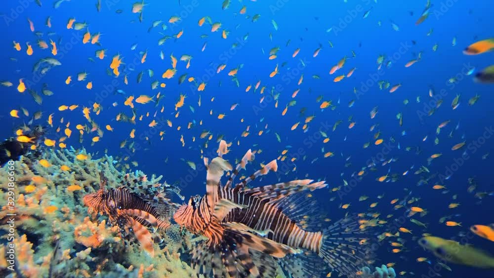 Underwater Orange Fish Scenery Lionfish. Underwater lionfish (Pterois ...