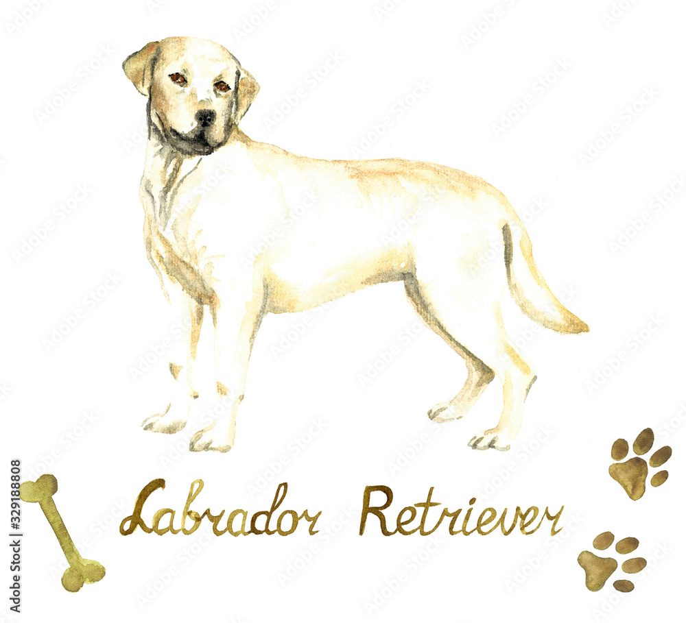 Labrador Retriever standing and looking with inscription, bone and paw ...