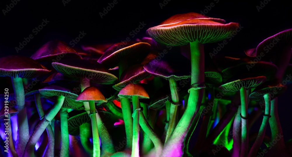 Color magic mushrooms - psilocybe Stock Photo | Adobe Stock