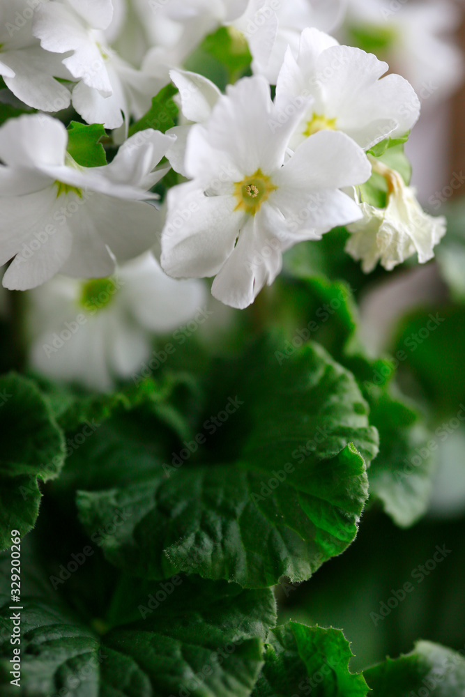 Blütenstand einer Primel (Primula) Hybride Sweet Kiss Stock Photo ...