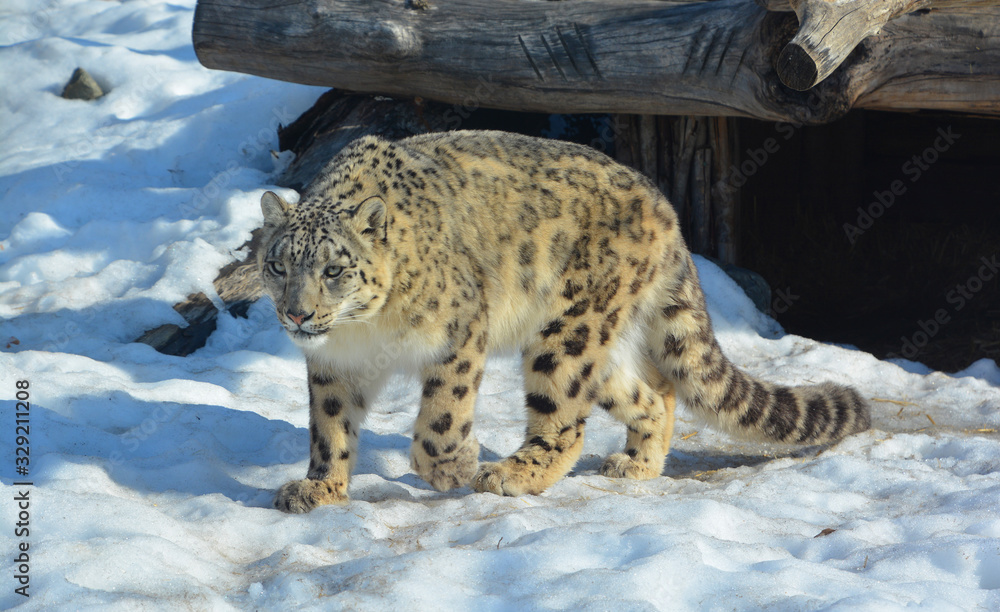 The snow leopard is a large cat native to the mountain ranges of ...