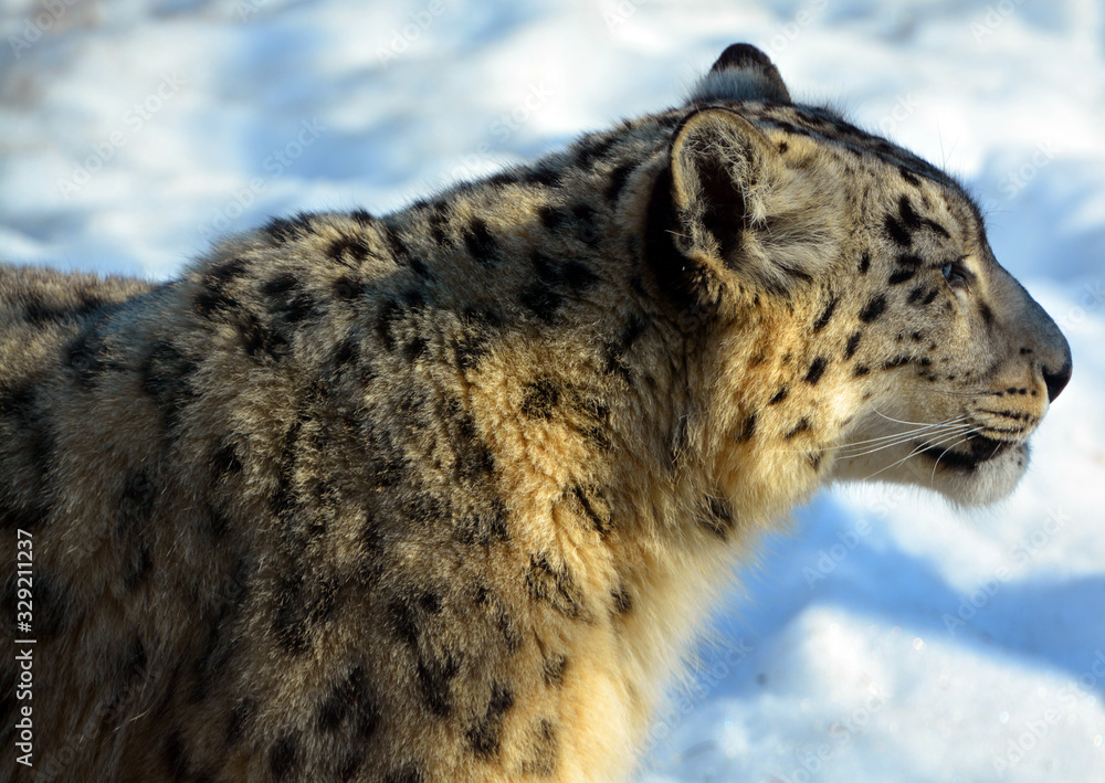 The snow leopard is a large cat native to the mountain ranges of ...