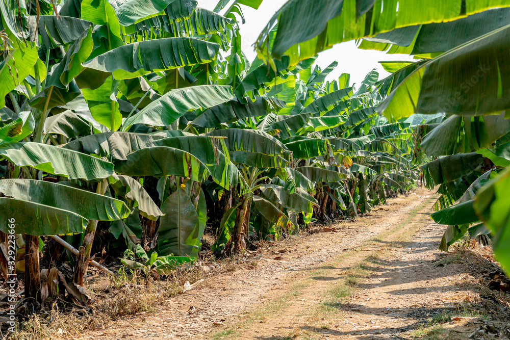 Banana Garden is growing up,Fresh banana is growing up,Banana garden ...
