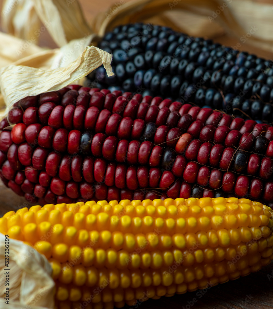 maiz mazorcas de diferentes colores natural Stock Photo | Adobe Stock