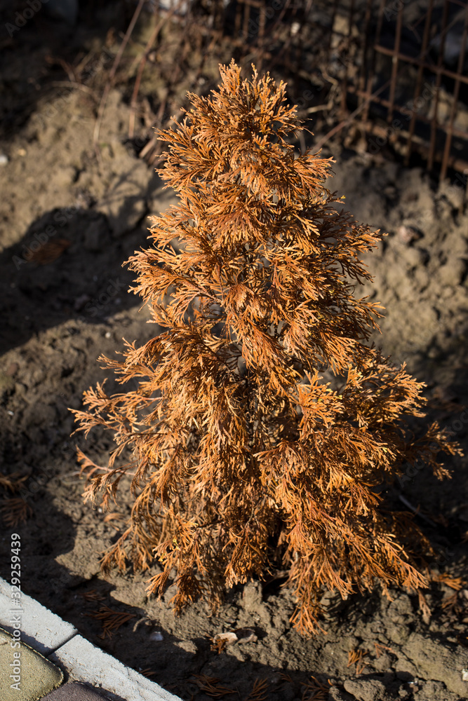 Large coniferous thuja disease. Withered branches. Plant treatment ...