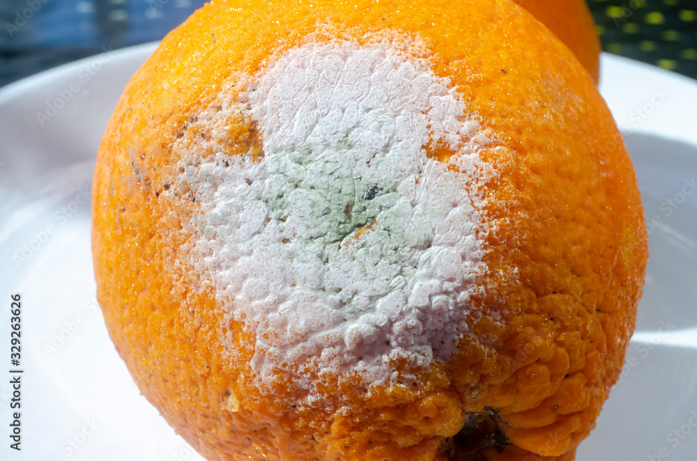 Rotten citrus. Penicillium mold on an orange fruit. Microscopic fungi ...