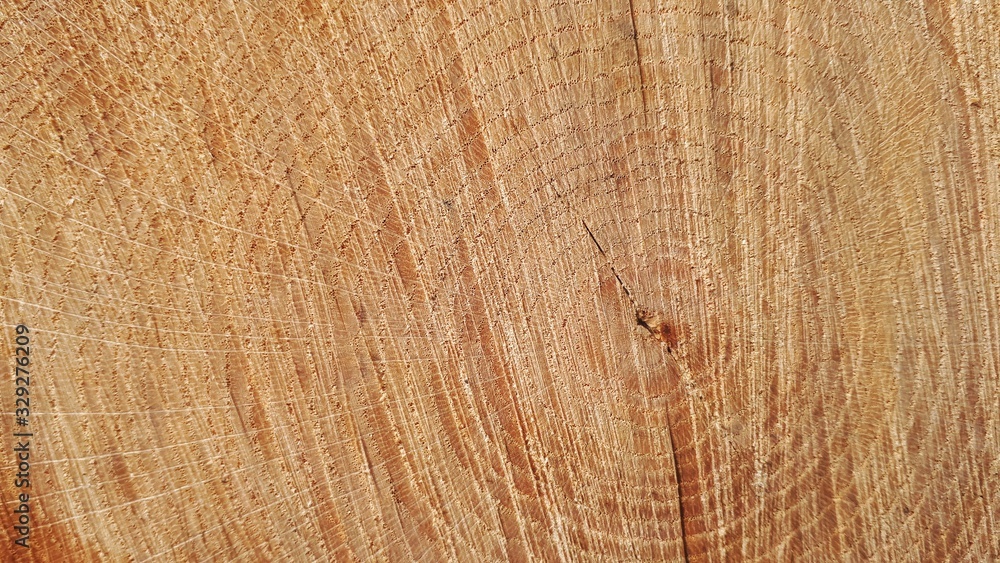 stump of oak tree felled - section of the trunk with annual rings Stock ...