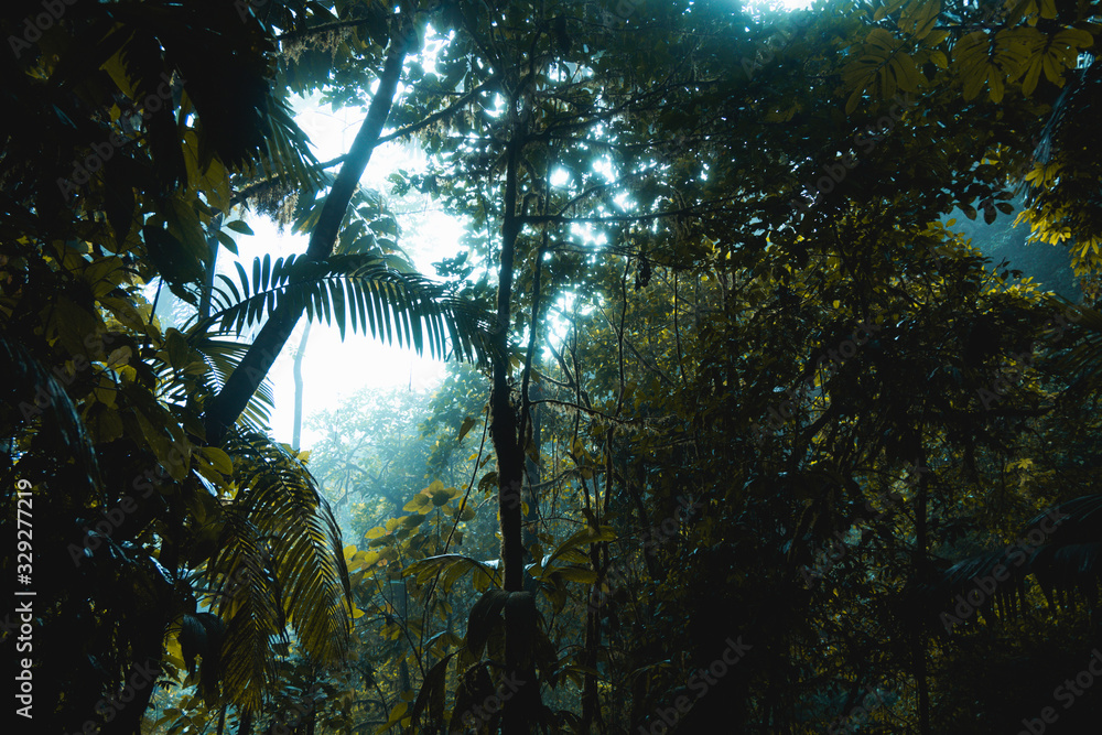A walk in the central Costarican pluvial rainforest. impressive nature ...