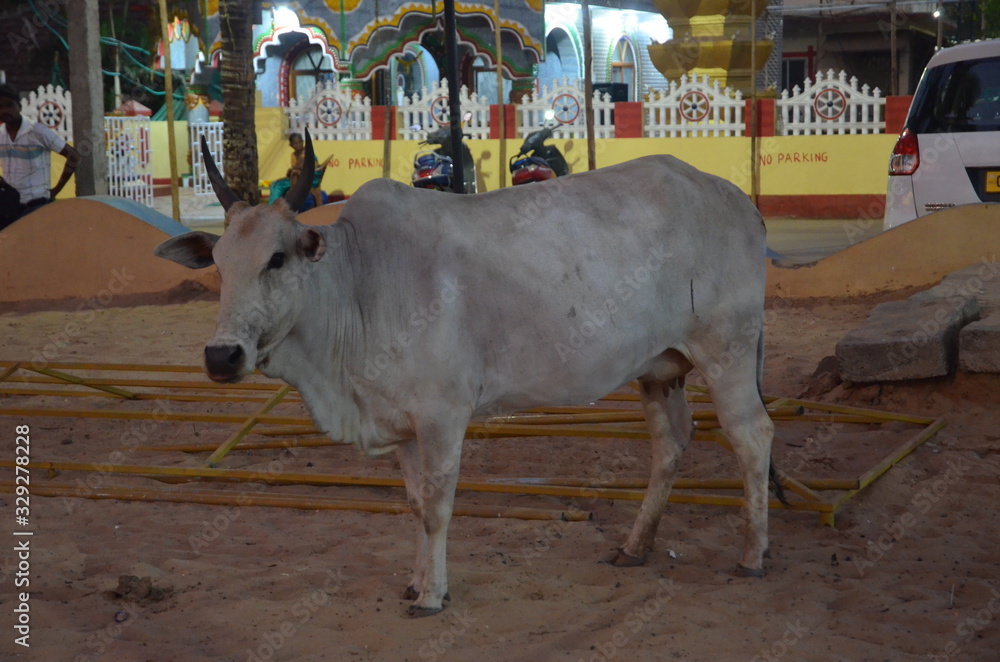 Beautiful sacred cows in india. Two affectionate cows on the beach in ...