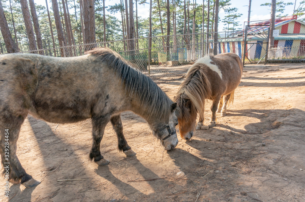 Miniature Horse eat grass. Brown dwarf horse eating grass in the farm ...