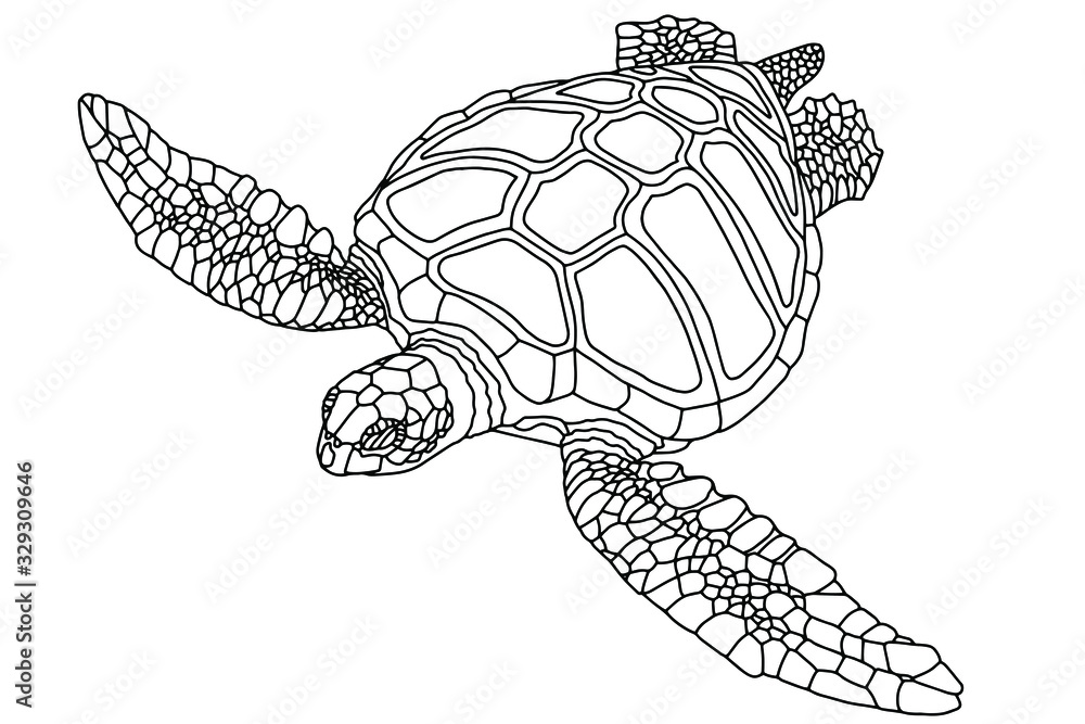 Vector illustration for coloring book. Realistic design. Sea turtle ...