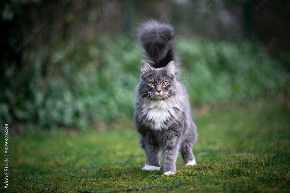 cute blue tabby white maine coon cat standing on grass looking at ...