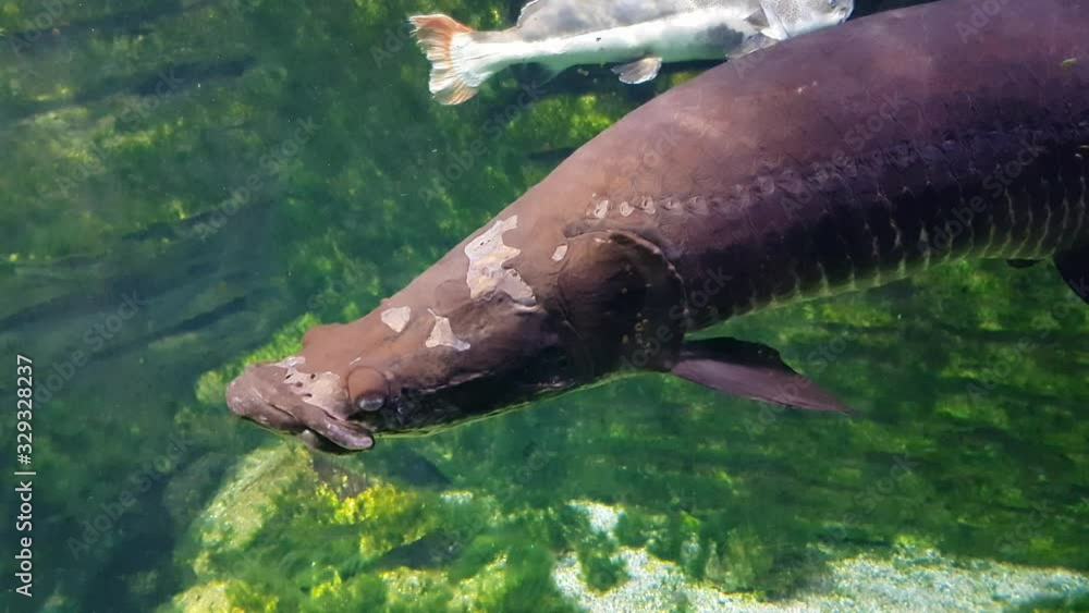 Redtail catfish (phratocephalus hemioliopterus) and arapaima swimming ...
