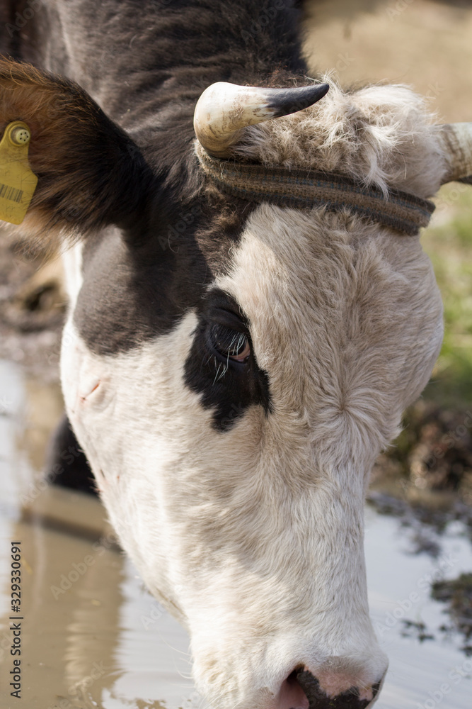 The head of a cow close-up. Butcher cow on the countryside Stock Photo ...