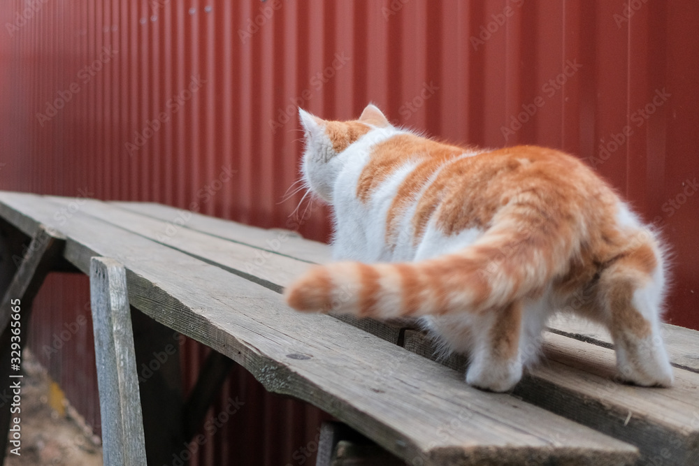 Rear view of a white cat with red spots, lying in a tense pose of a ...