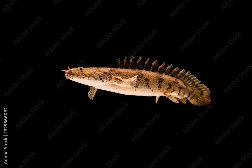 Polypterus endlicheri-Bichir fish, a species of freshwater fish in the ...