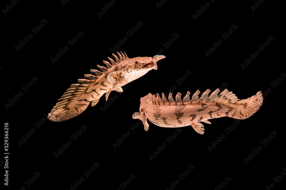 Polypterus endlicheri-Bichir fish, a species of freshwater fish in the ...