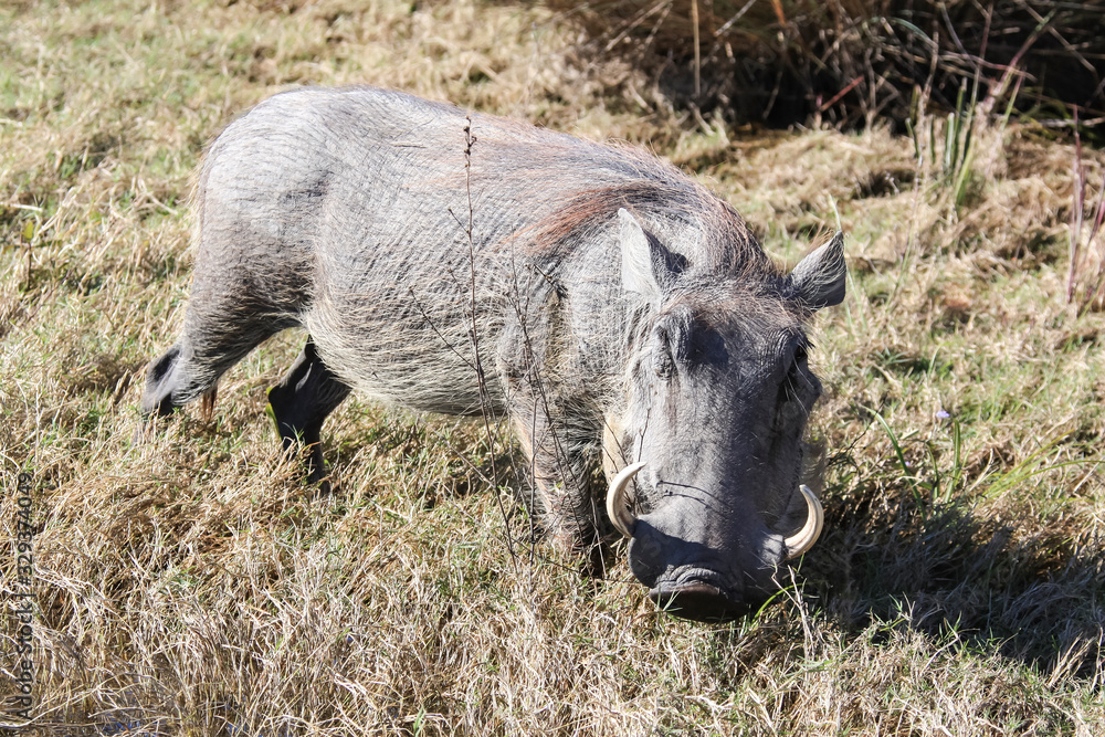 Warthog among grass and shrubs in the African savanna. Stock Photo ...