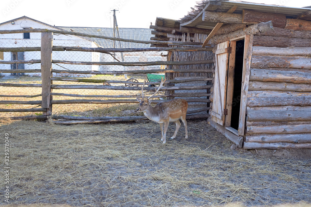 Deer on the farm. A young deer walks in the corral. Farm with animals ...