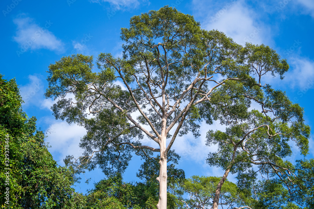 The big tropical tree with sky background, view from below. Scientific ...