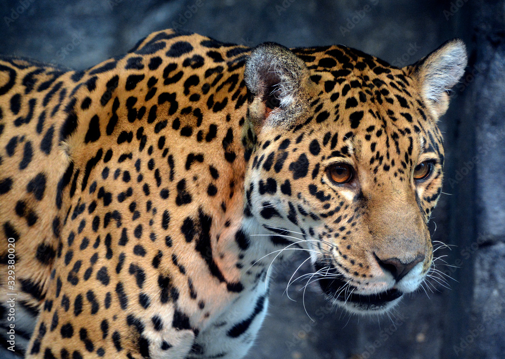 Jaguar is a feline in the Panthera genus only extant Panthera species ...