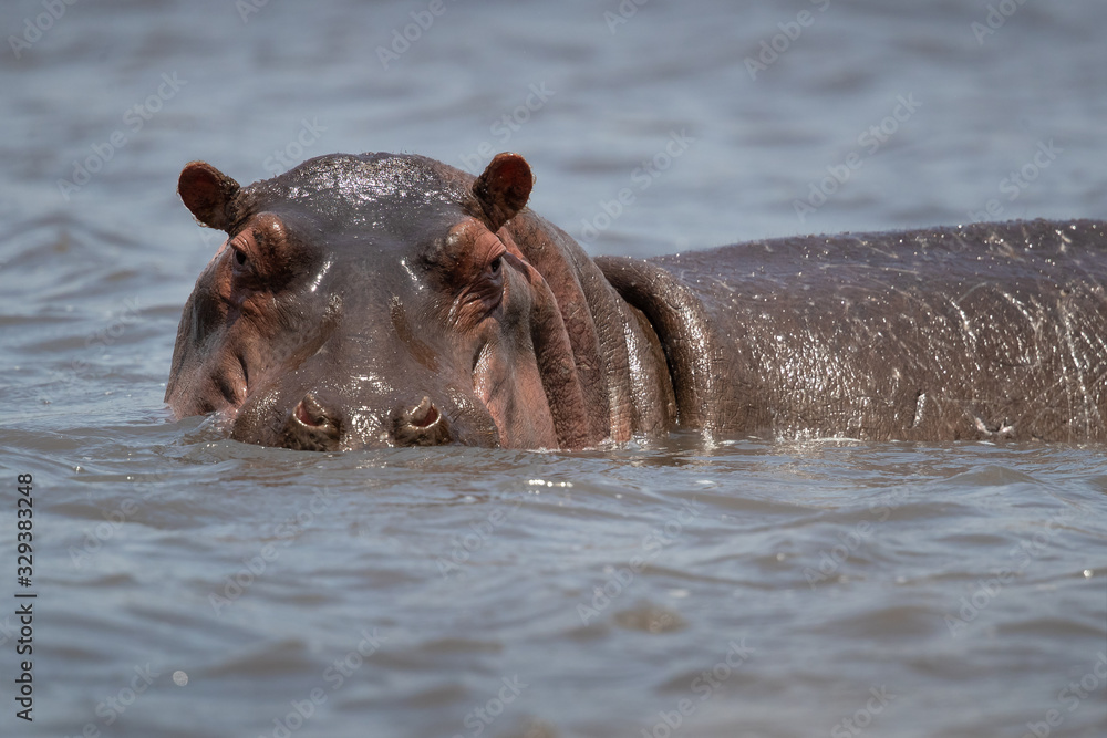 hippopotamus inhabits rivers, lakes and mangrove swamps, where ...