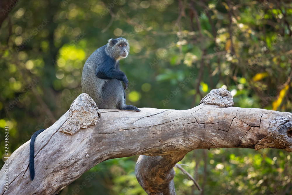 Sykes' monkey (Cercopithecus albogularis), also known as the white ...
