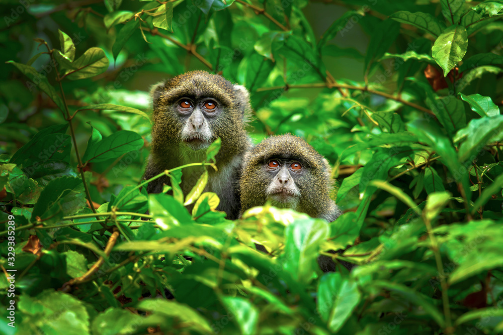 Sykes' monkey (Cercopithecus albogularis), also known as the white ...