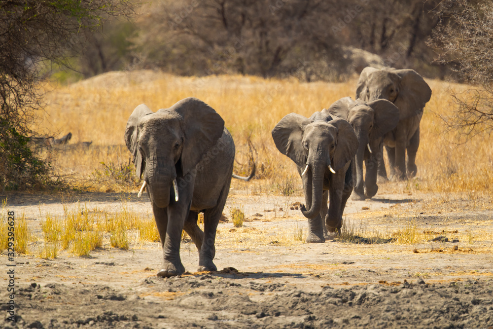 African bush elephant (Loxodonta africana), also known as the African ...