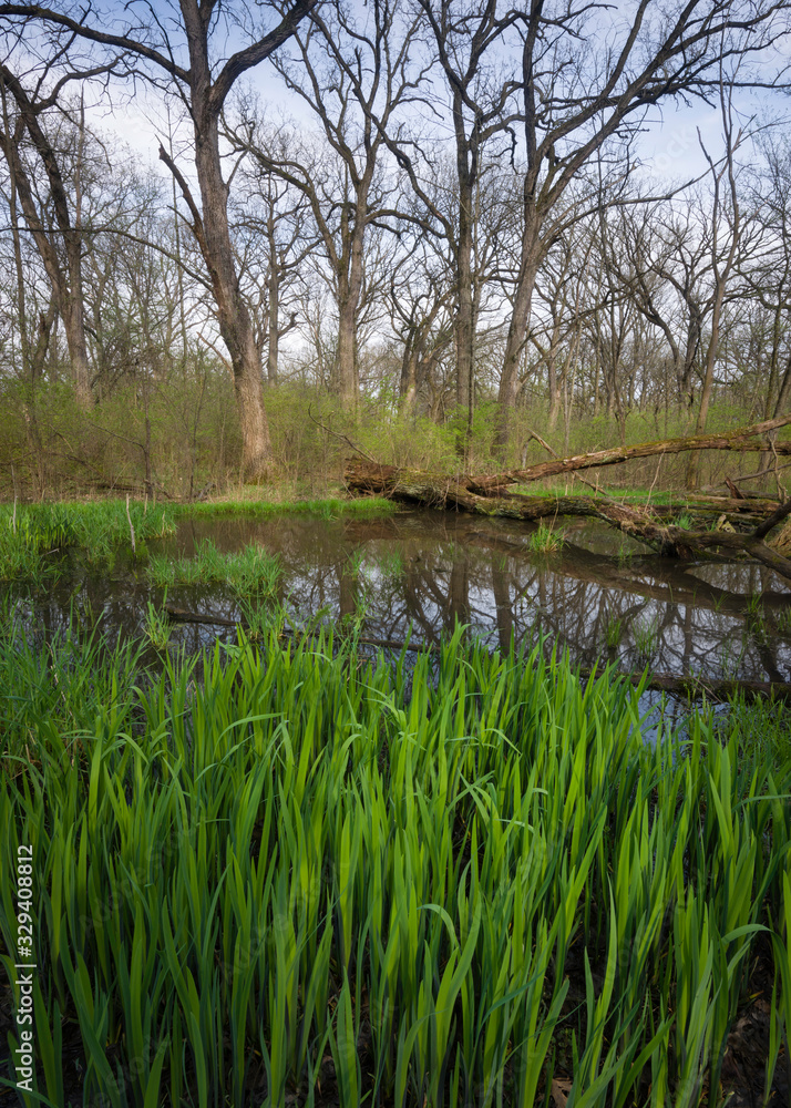Heavy spring rains and vernal pools create habitat for reptiles ...