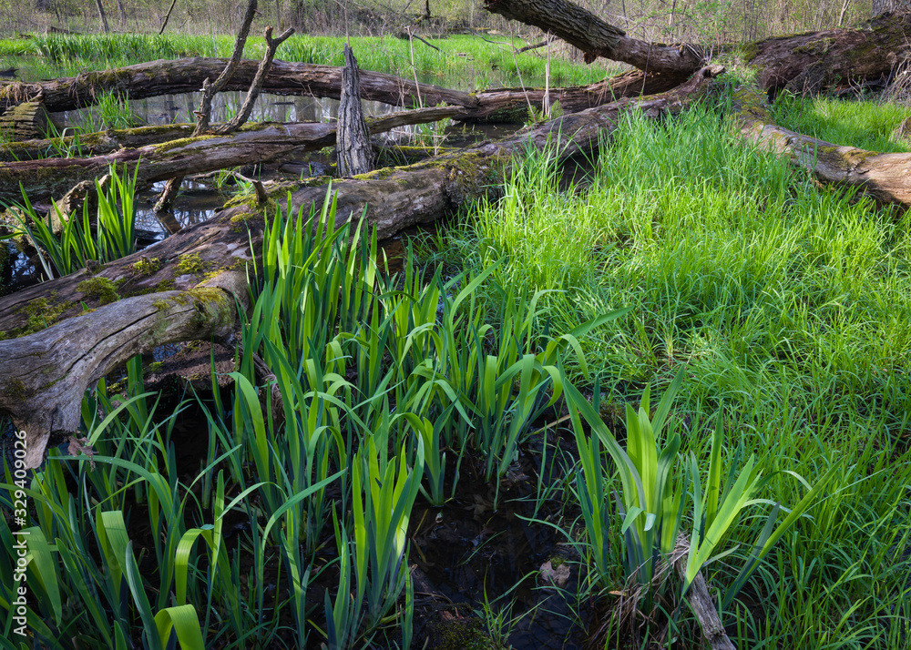 Heavy spring rains and vernal pools create habitat for reptiles ...