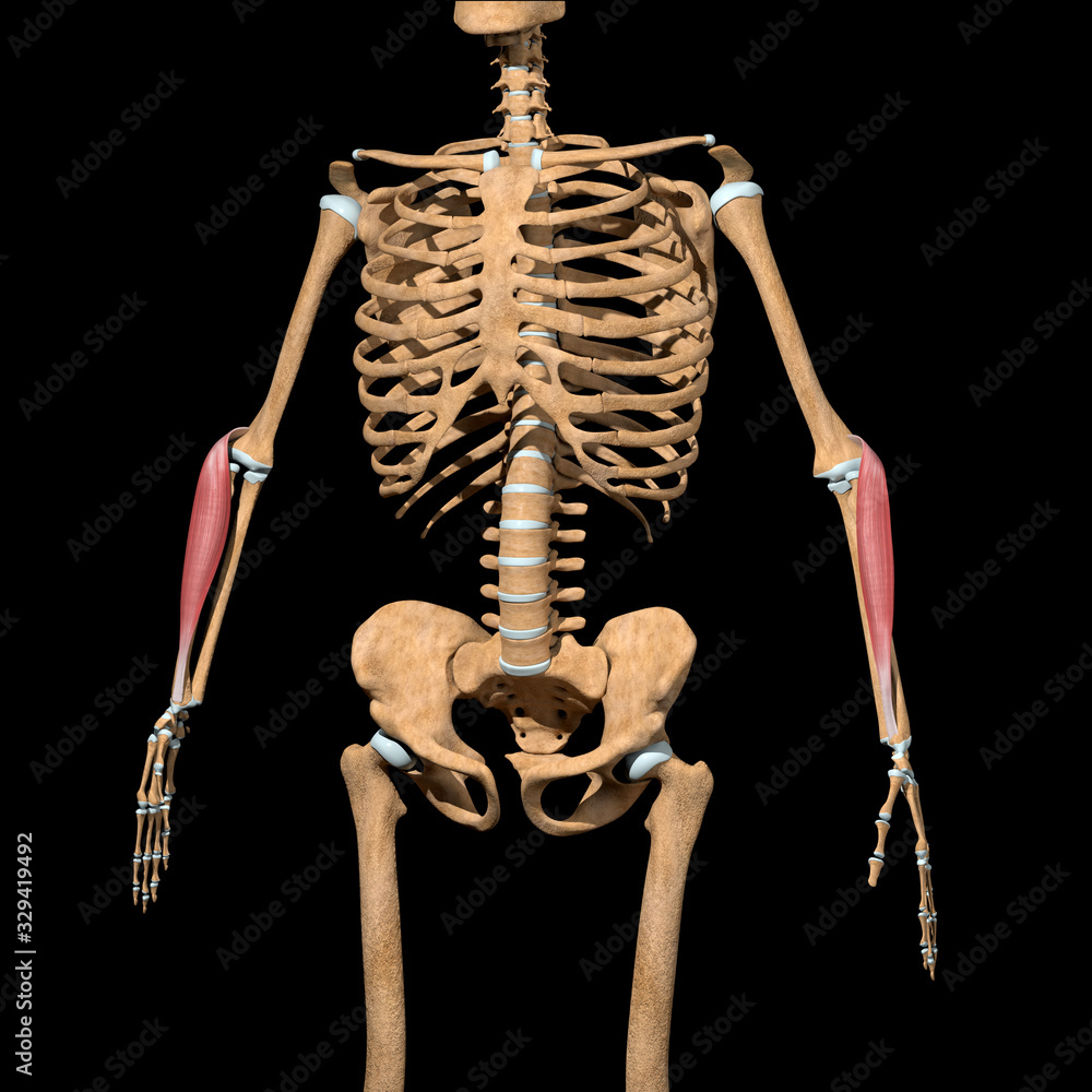 3d Illustration of the Brachioradialis Muscles on Skeleton Stock ...