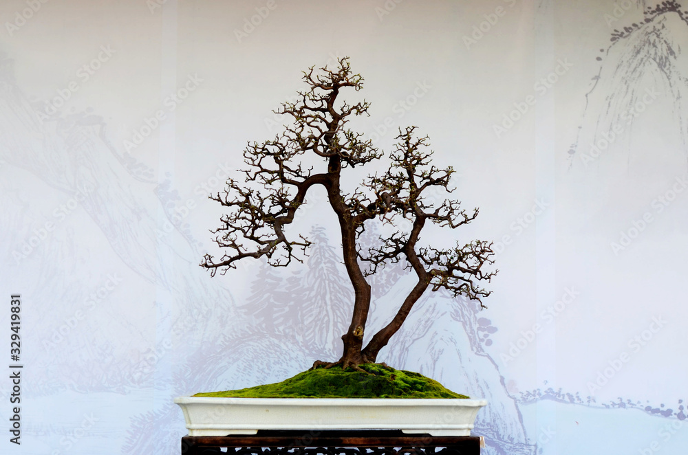 Bonsai of stump art in the background of Chinese style Stock Photo ...