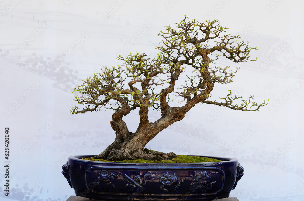 Bonsai of stump art in the background of Chinese style Stock Photo ...