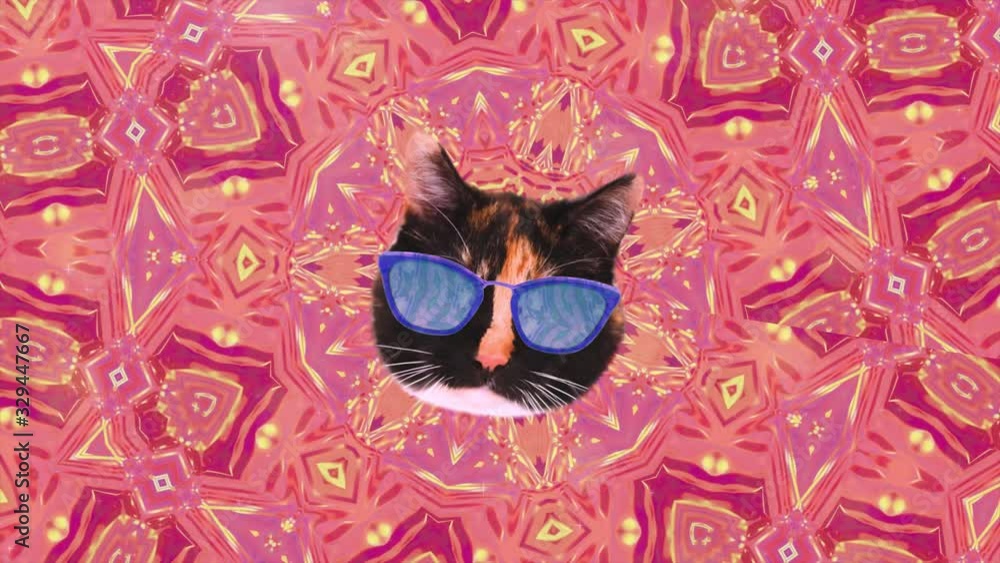 Collage animation of cat faces fly in Minimal Motion design. Kitty ...