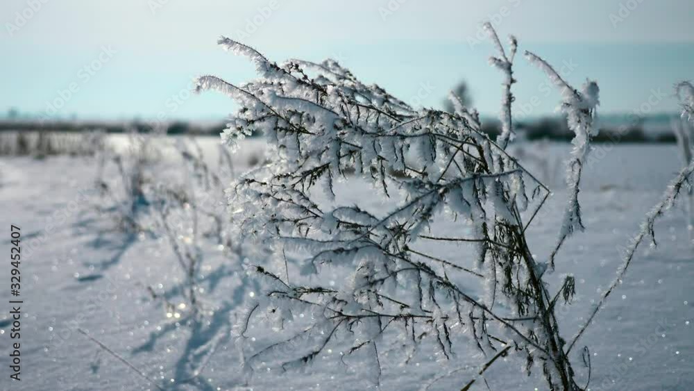 Close-up Tares Hoarfrosted Weed Plants Covered with Rime Ice and Snow ...